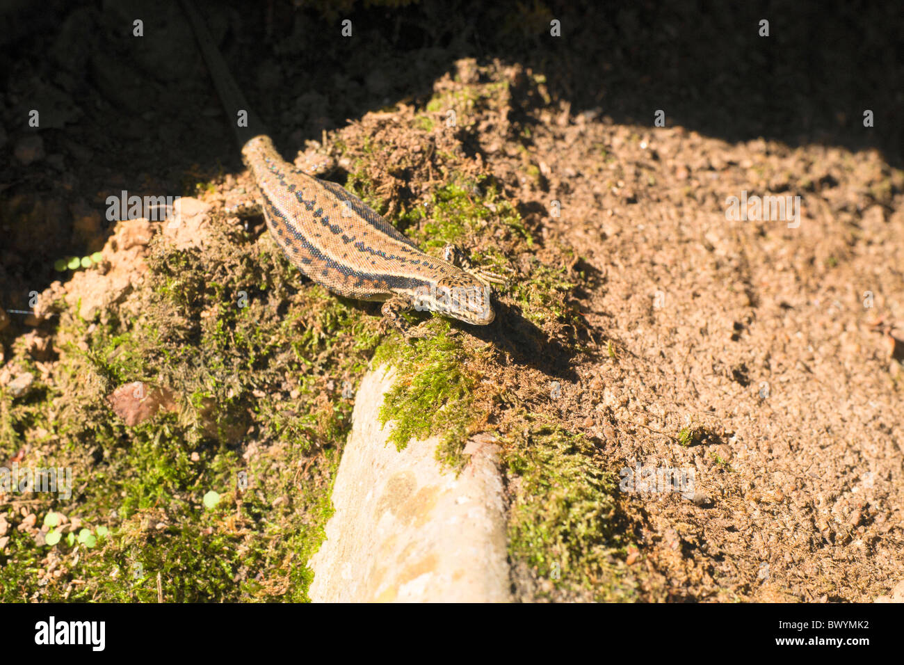 Lizard eating spider hi-res stock photography and images - Alamy
