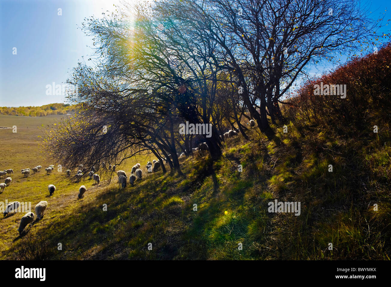 Bashang grassland hebei province china hi-res stock photography and ...
