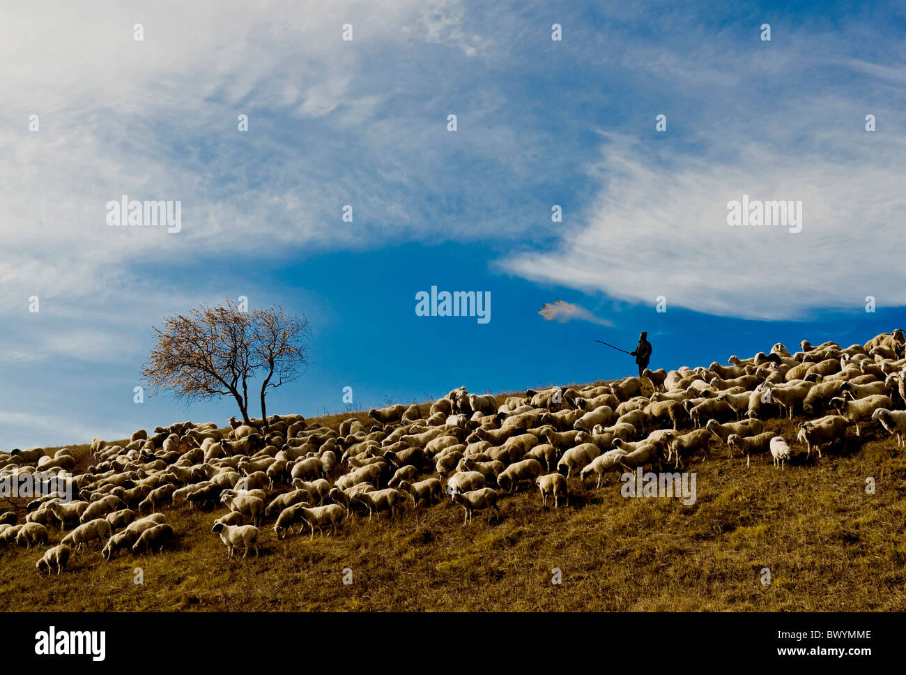 Man And Sheep High Resolution Stock Photography and Images - Alamy