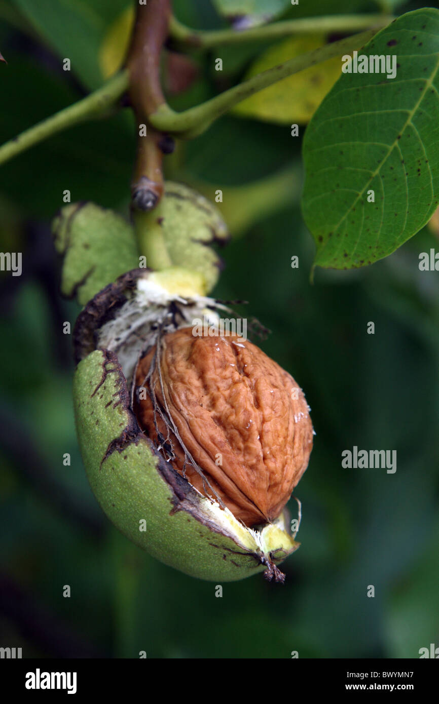 Walnut on a tree Stock Photo - Alamy