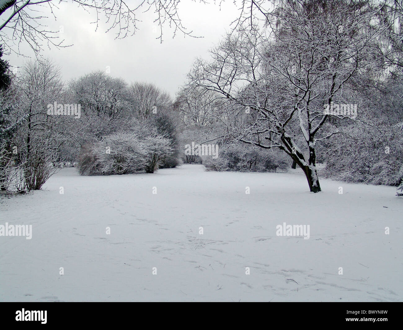bushes nature park shrubs snow snow covered trees Winter Stock Photo ...