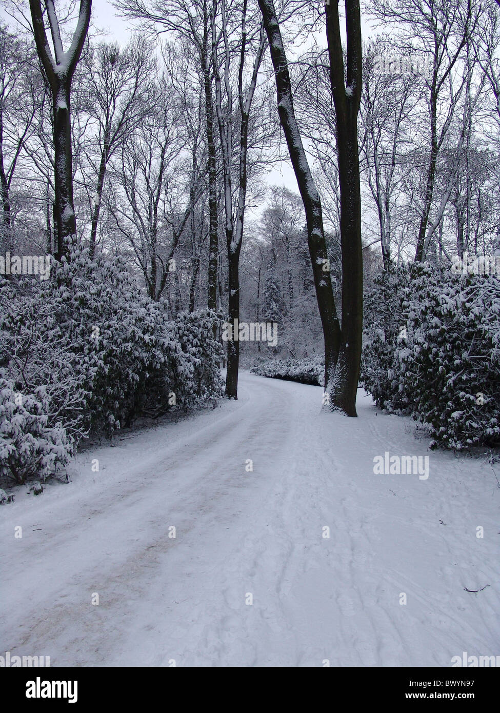 bushes nature park shrubs snow snow covered trees way Winter Stock ...