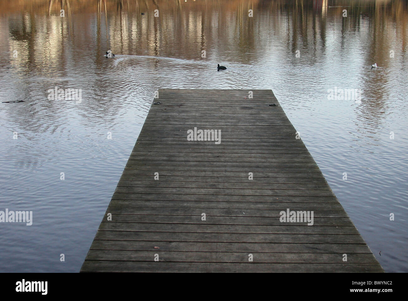 animals Bar birds ducks lake pond water wood bar Stock Photo - Alamy
