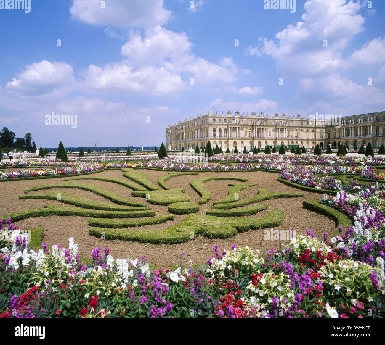 Versailles Flowers