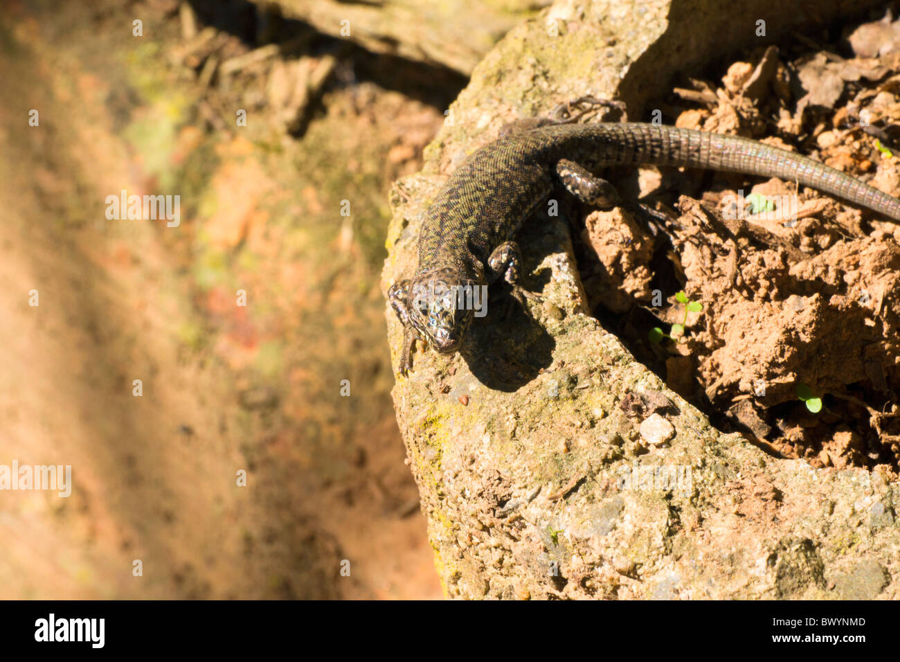 Lizard eating spider hi-res stock photography and images - Alamy