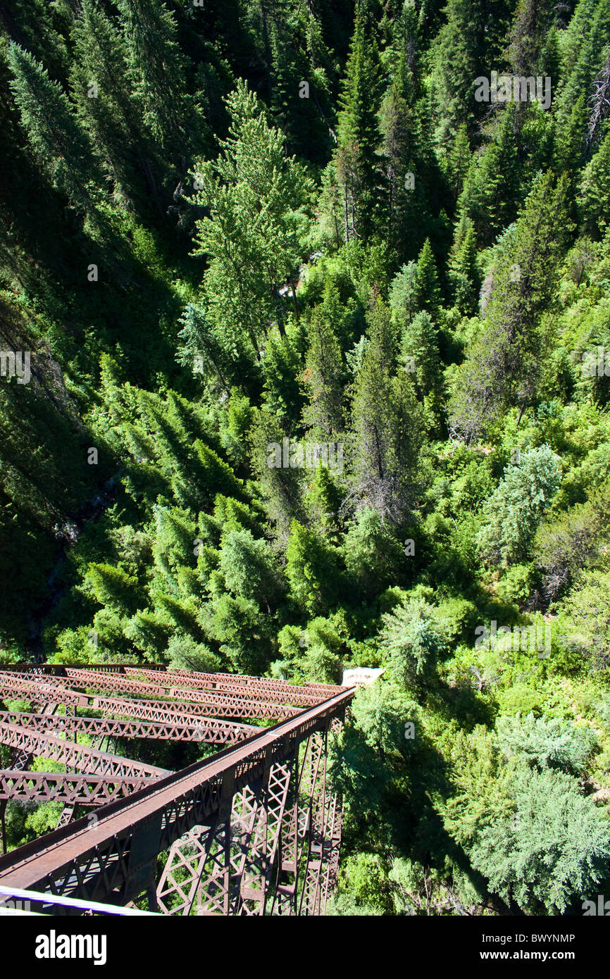 View looking down at treetops from the middle of the Kelly Creek ...