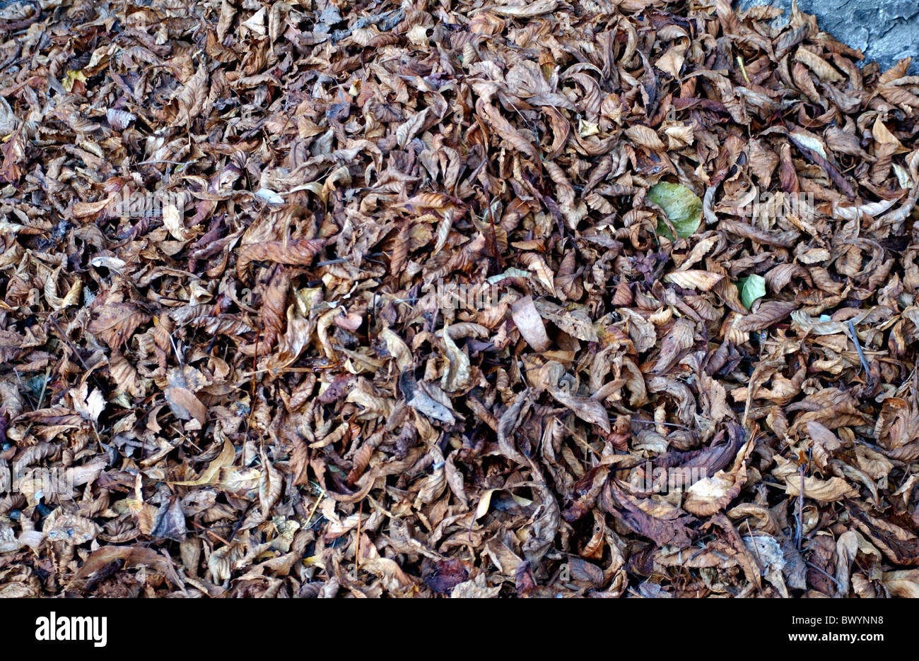 Autumn foliage leaves picture filling ground nature Stock Photo - Alamy