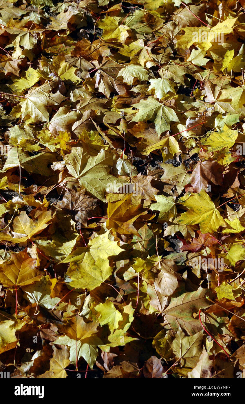 Autumn foliage leaves picture filling ground nature Stock Photo - Alamy