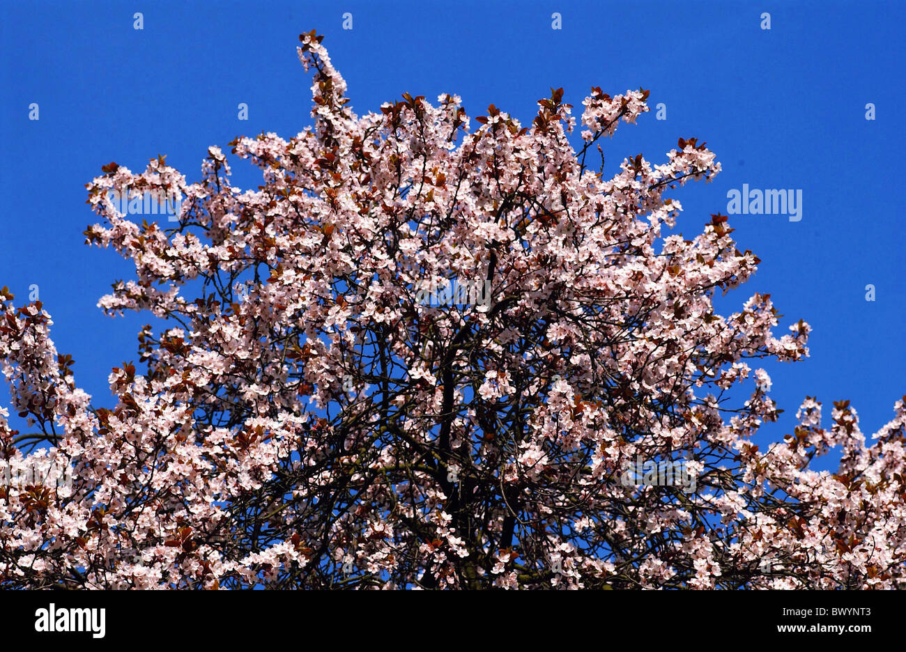 blossom blossoming fruit tree nature pink sky Spring tree trees Stock ...