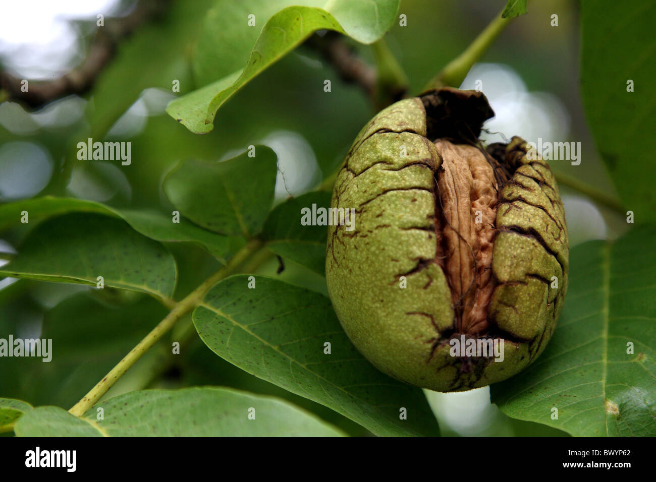 Mature walnut tree hi-res stock photography and images - Alamy