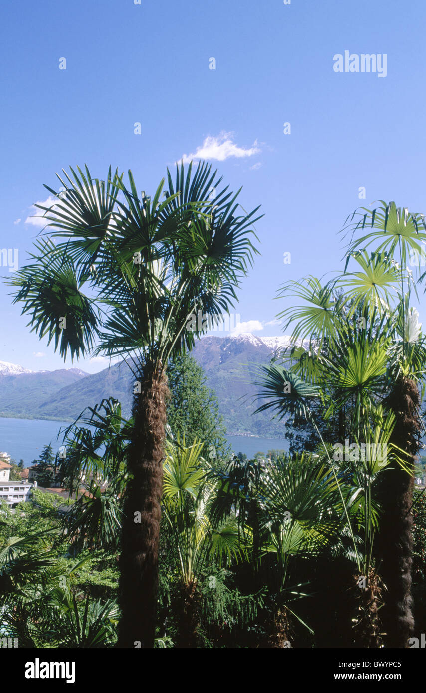 Chinese hemp palm hi-res stock photography and images - Alamy