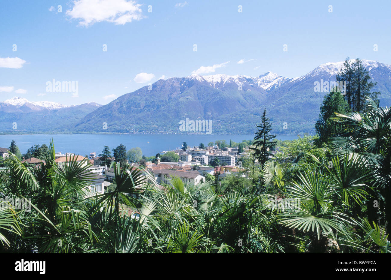Chinese hemp palm hi-res stock photography and images - Alamy