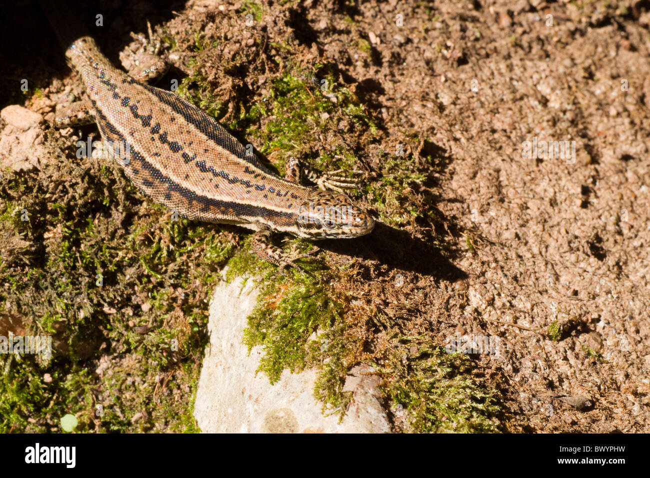 Lizard eating spider hi-res stock photography and images - Alamy