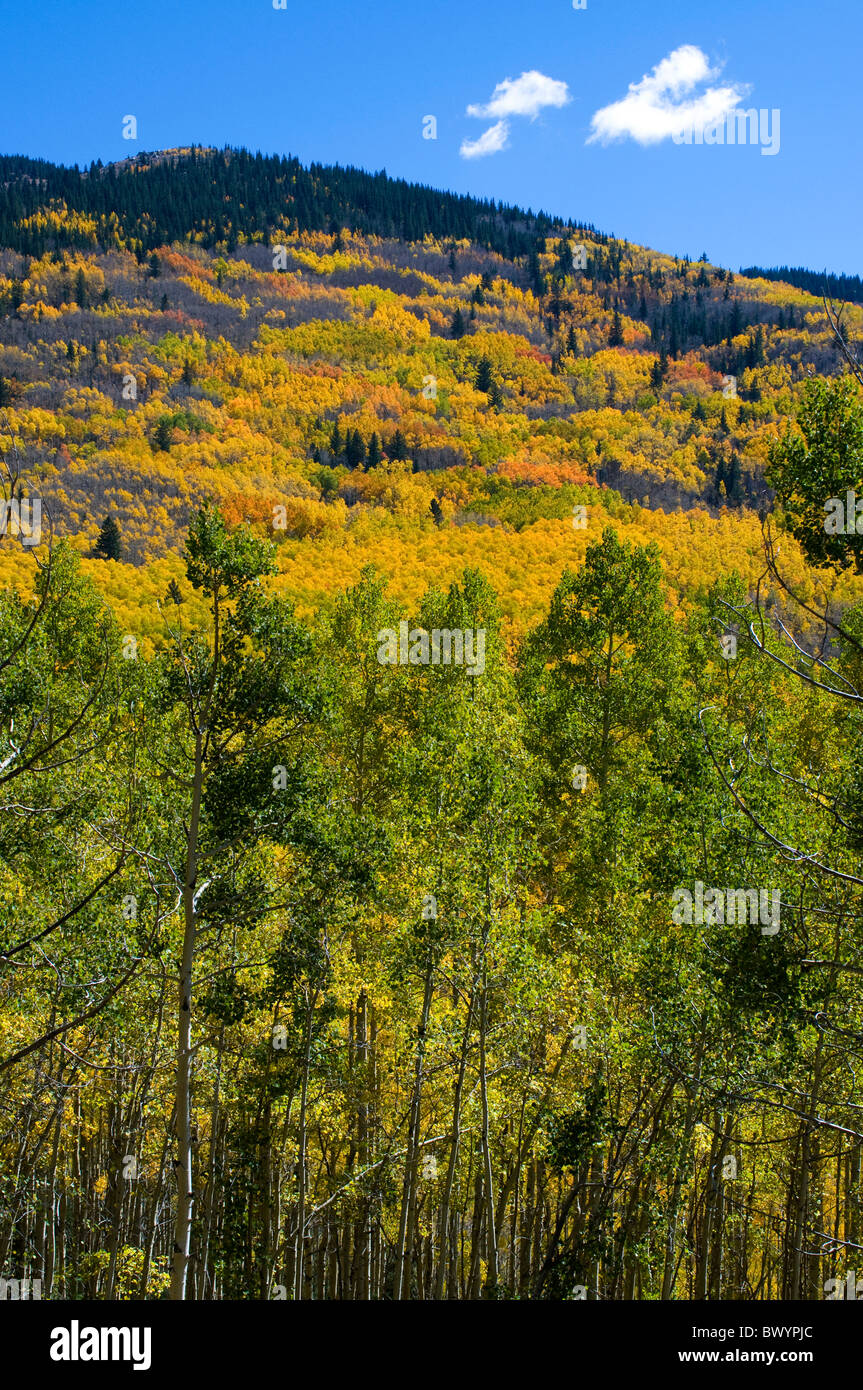 Aspen trees new mexico hi-res stock photography and images - Alamy