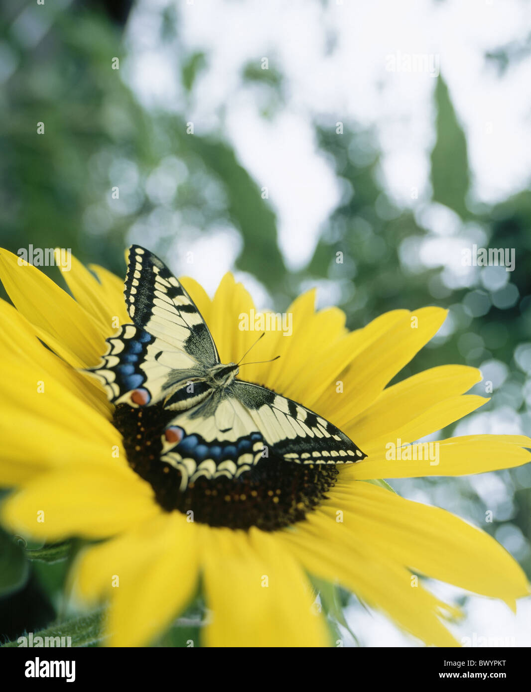 flower blossom flourish insects Papilio machaon butterfly swallow's ...