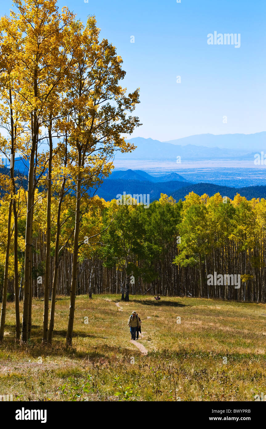 Colorful aspen fall foliage in New Mexico Stock Photo - Alamy