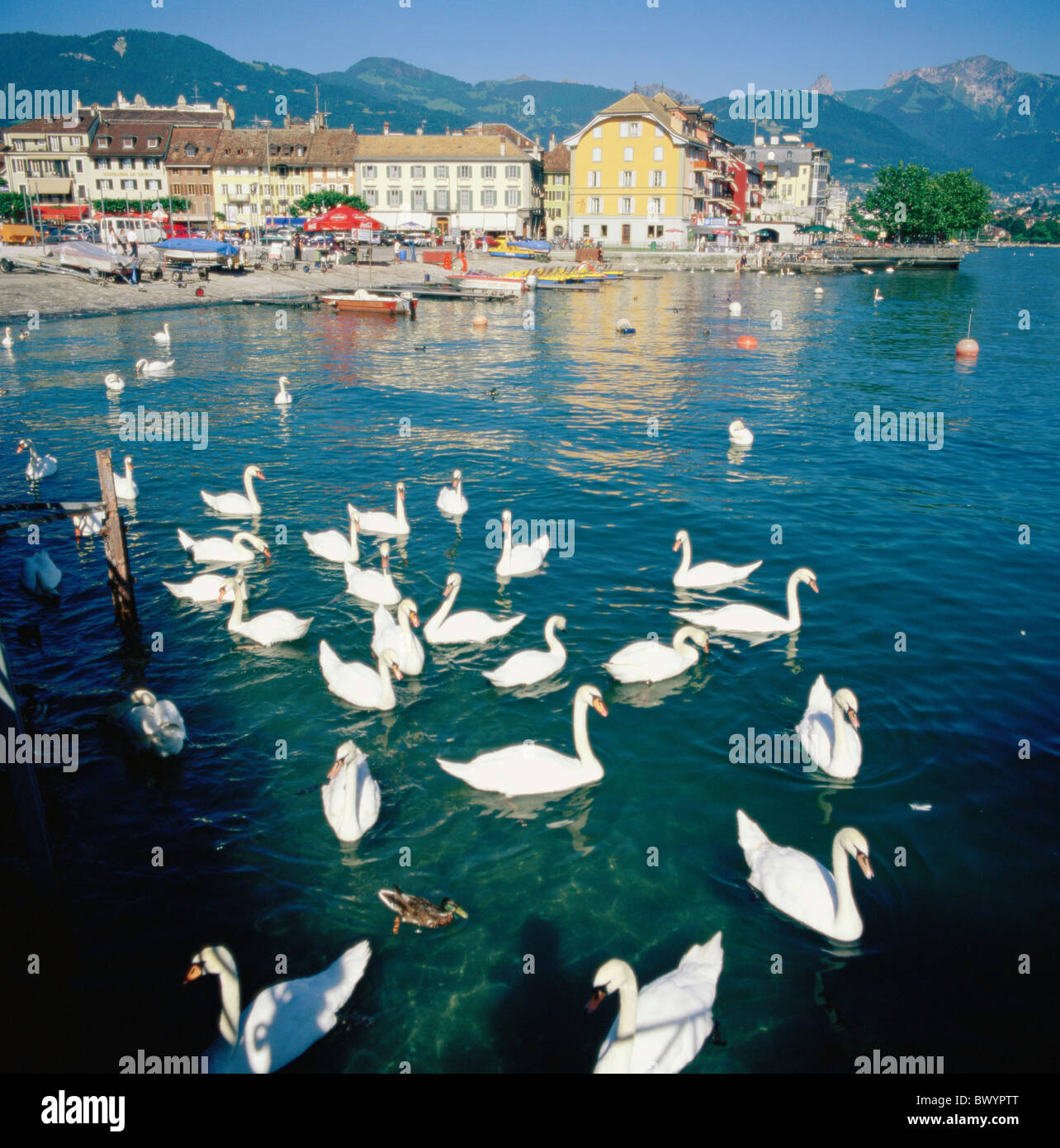 mountains lake Geneva harbour port houses homes swans Switzerland ...