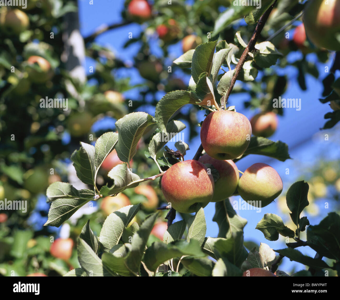 apples apple tree tree leaves detail fruits agriculture fruit branches ...