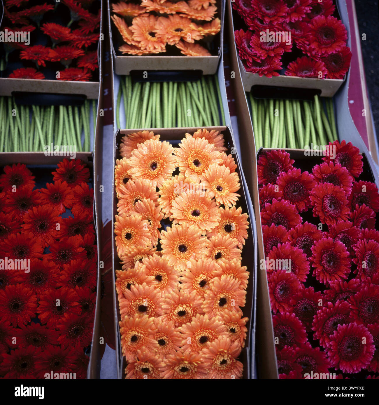 flowers blossoms flourishes bright colours gerbera trade commerce boxes ...
