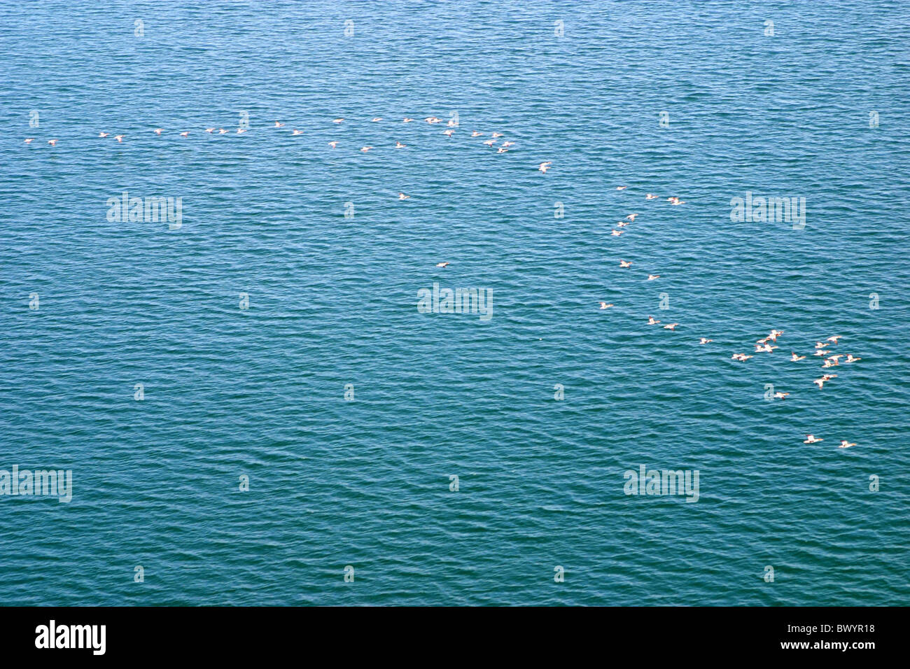 aerial photo animal animals flock flock of birds Birds fly flying lake ...