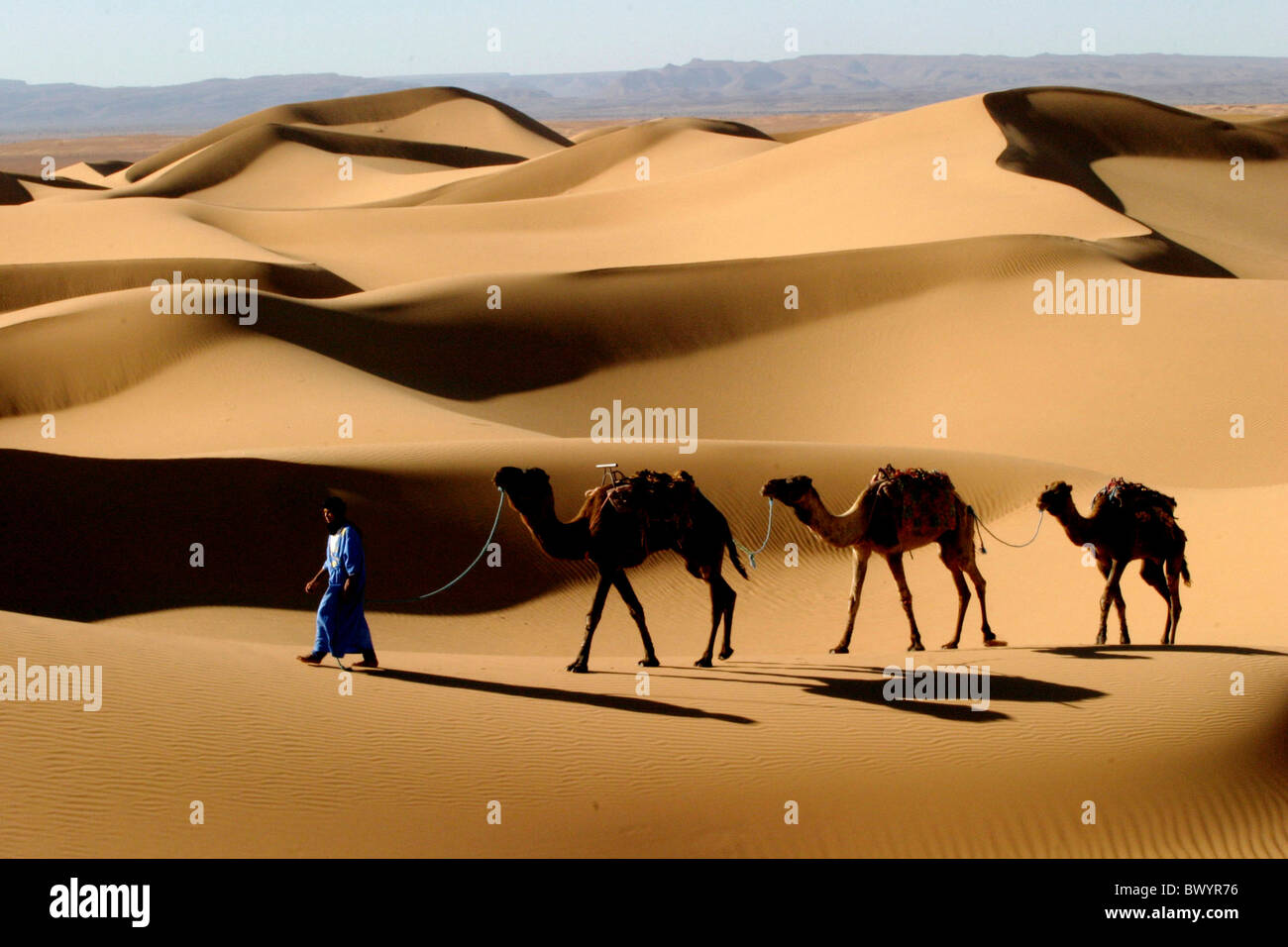 Caravan animal hi-res stock photography and images - Alamy