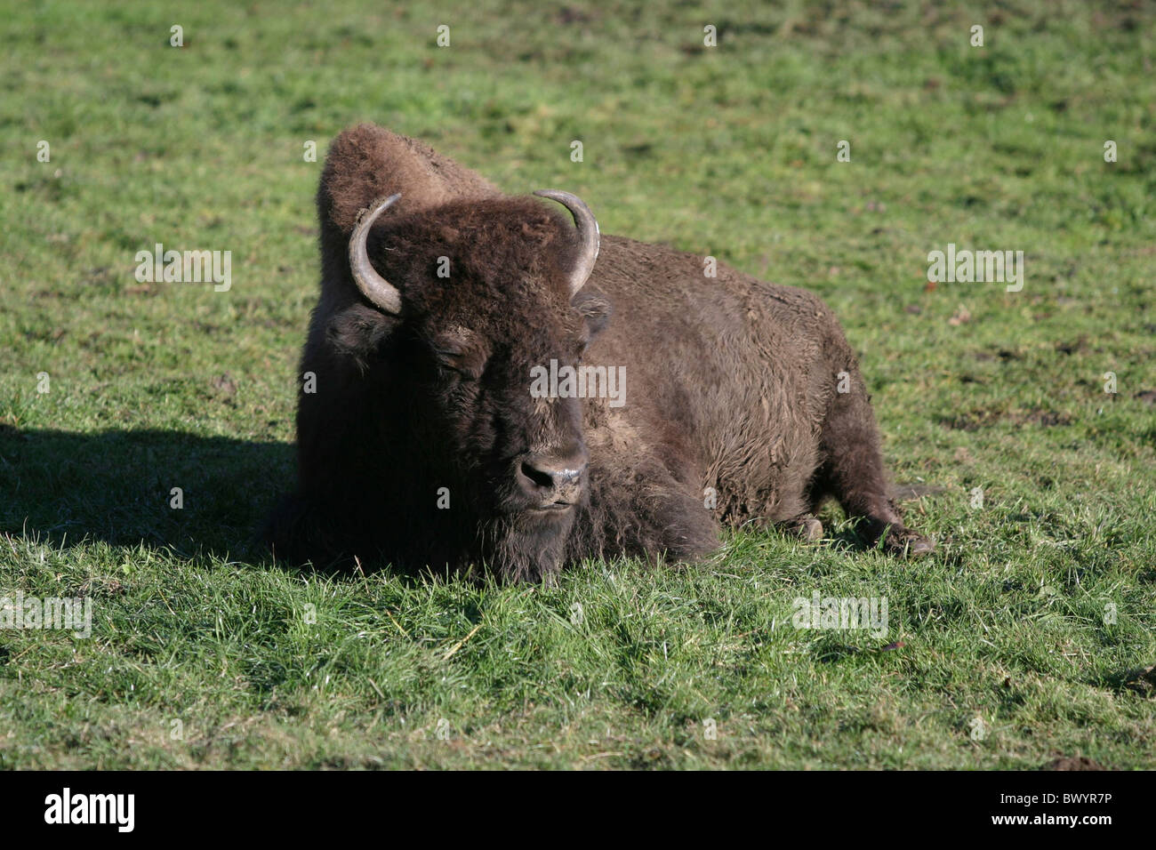 Animal lie hi-res stock photography and images - Alamy