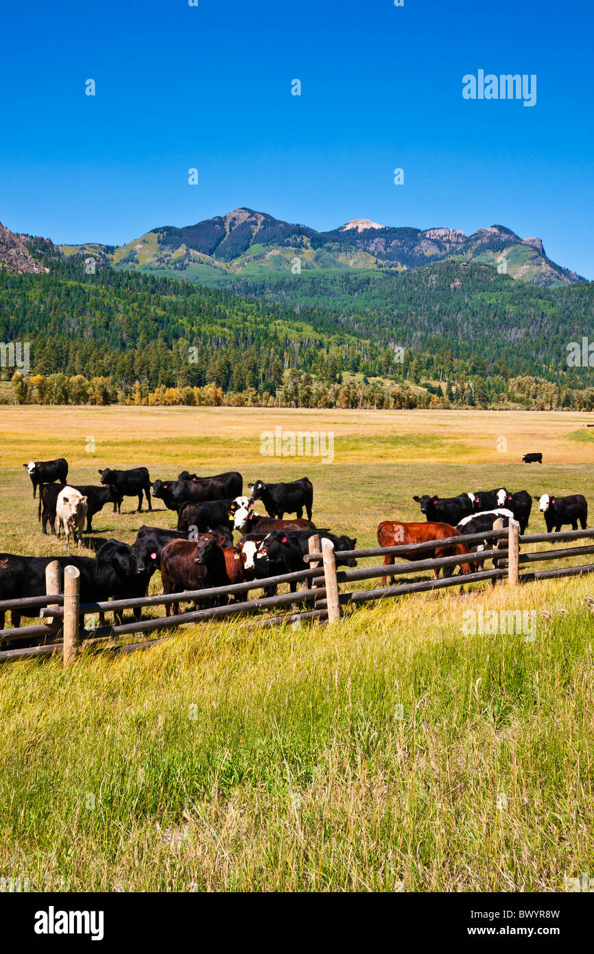 Cattle ranch on the San Juan River, San Juan National Forest, Colorado ...