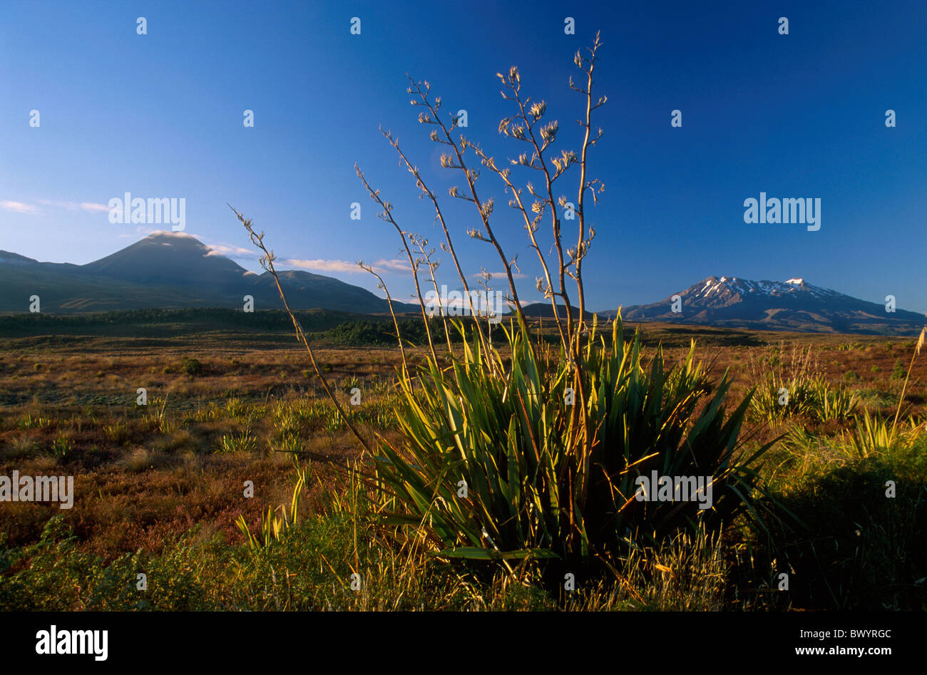 Mount Ruapehu nature New Zealand north island park plants scenery ...
