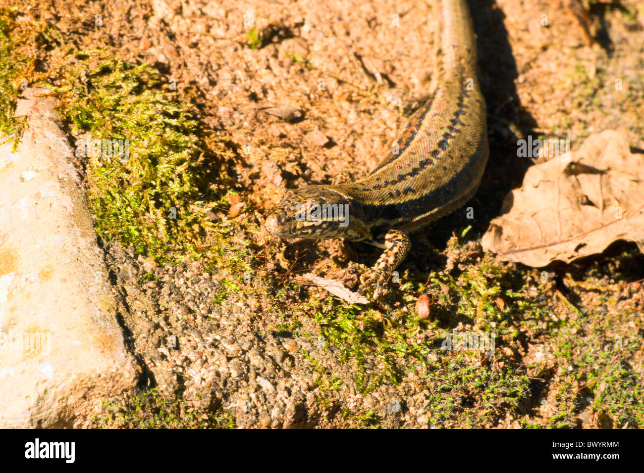 A common lizard eating a spider Stock Photo - Alamy