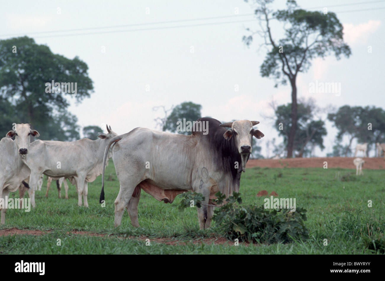 Cebu cattle hi-res stock photography and images - Alamy