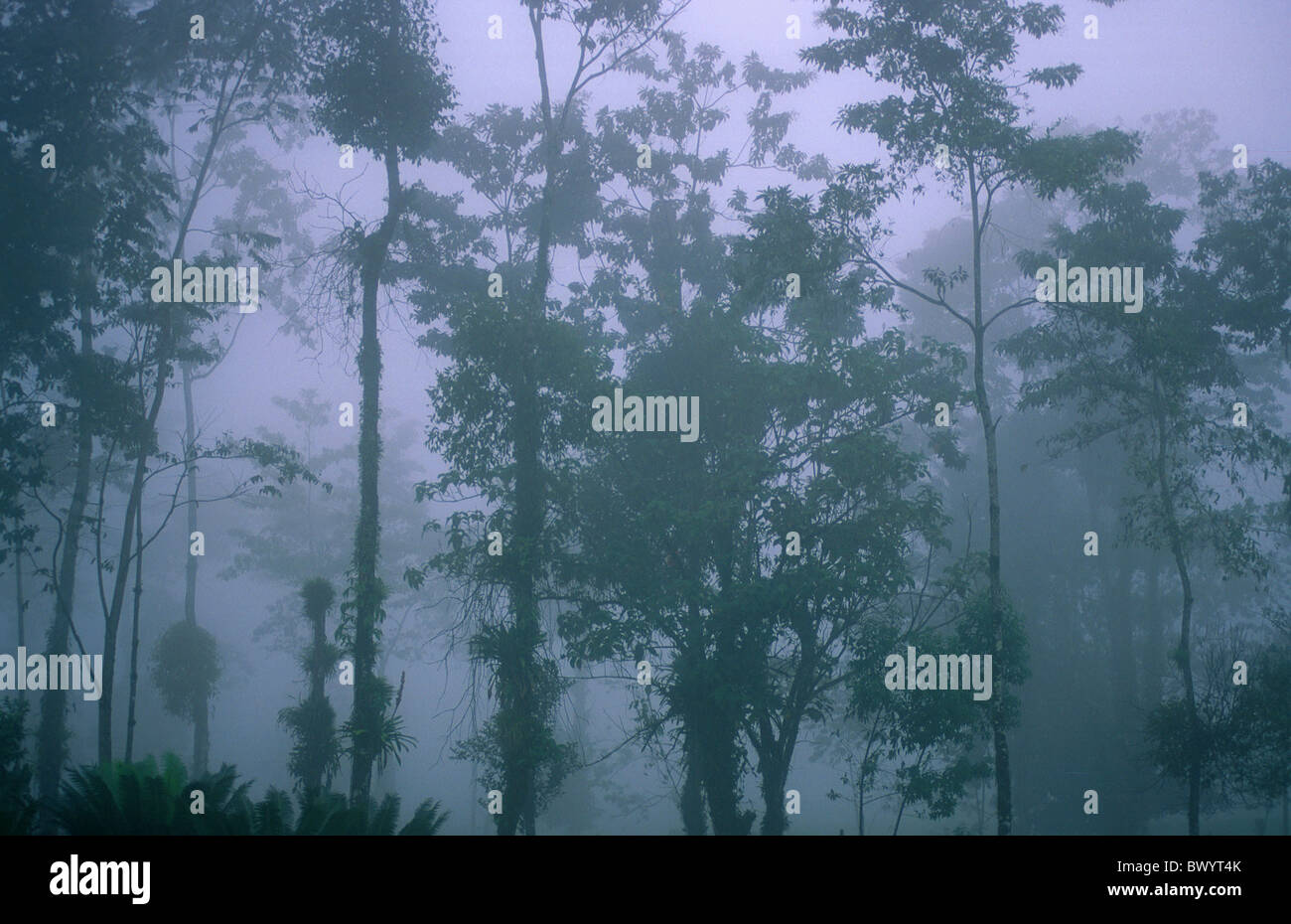 Cloud Forest Reserva Santa Helena Costa Rica Central America fog nature ...