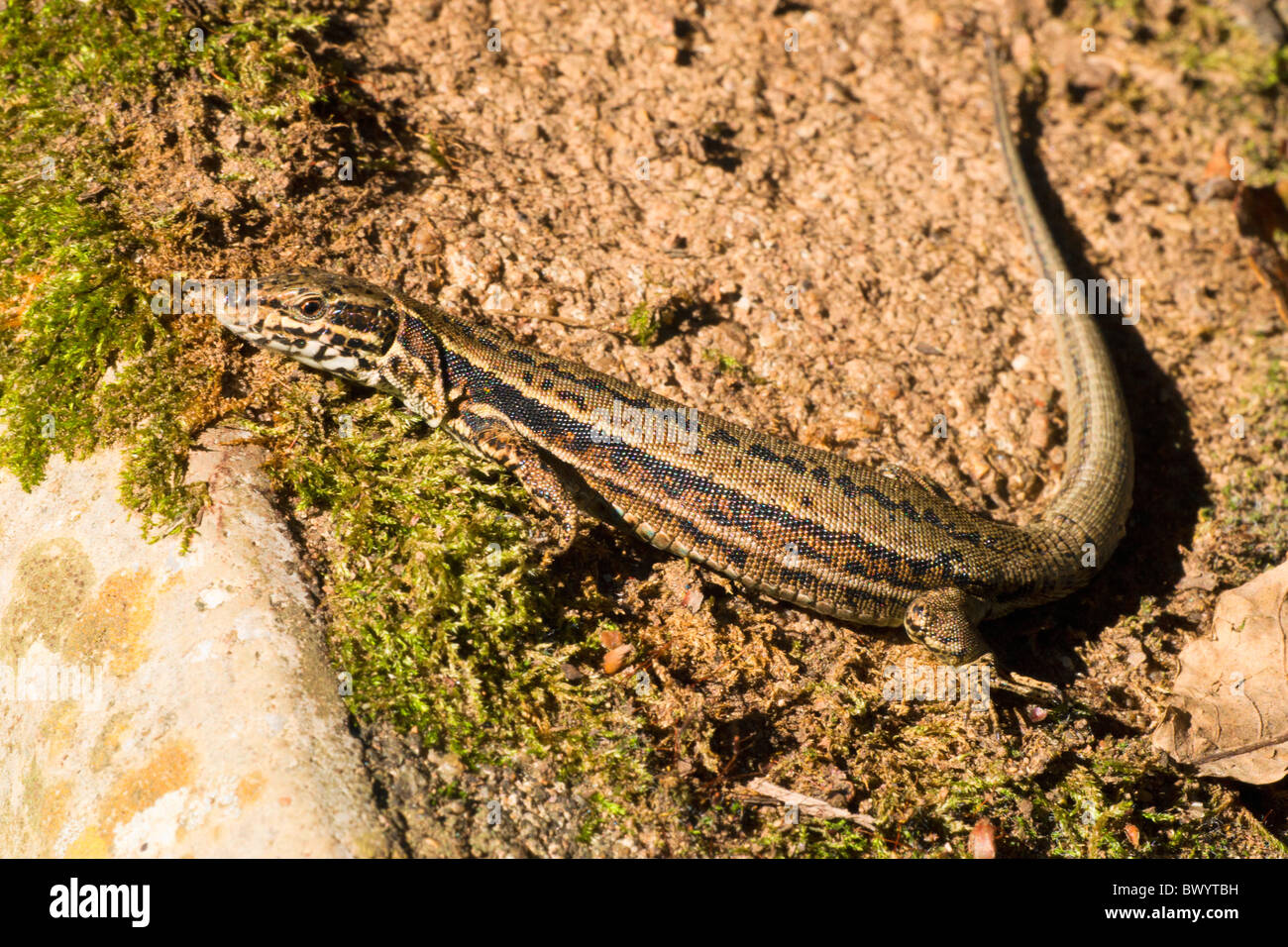 Spider Eating Lizard High Resolution Stock Photography and Images - Alamy