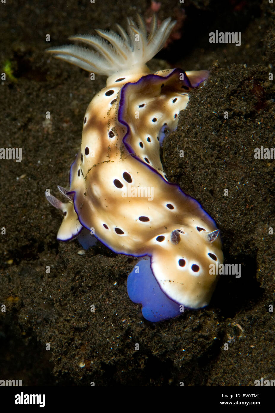 Chromodoris hi-res stock photography and images - Alamy