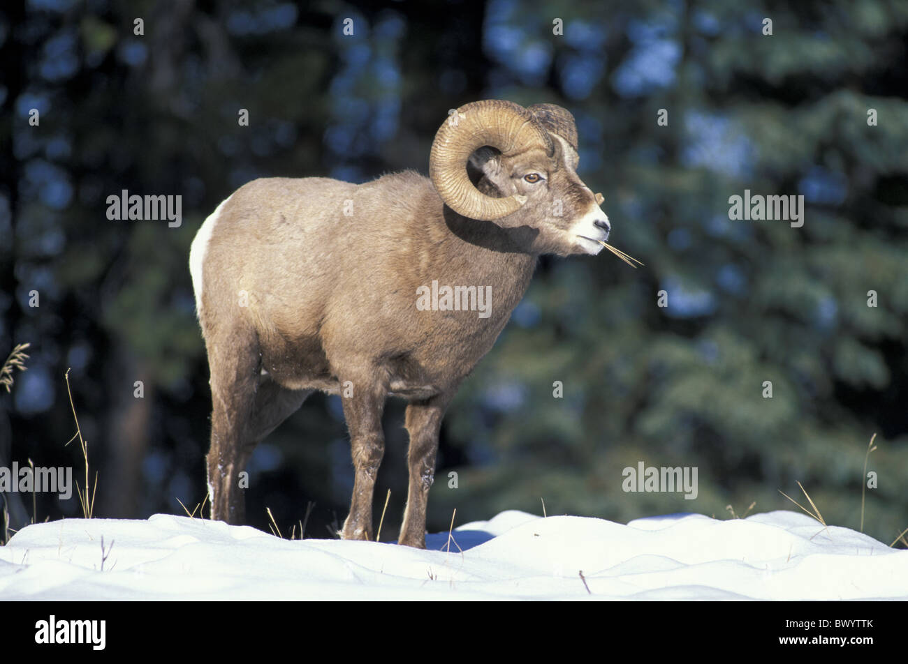 Thick sheep hi-res stock photography and images - Alamy