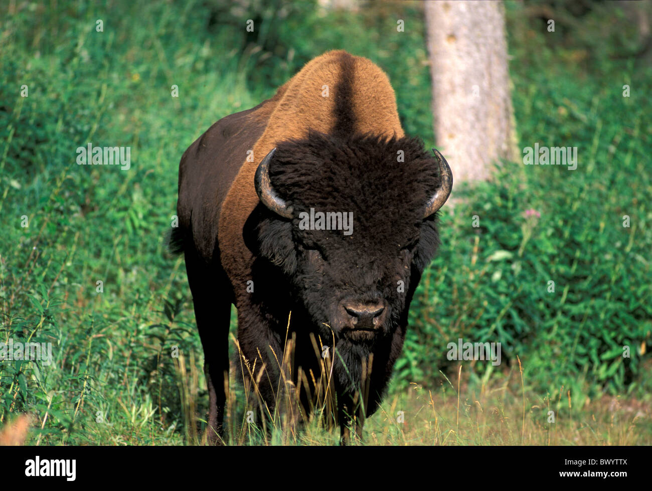 Wood buffalo national park alberta hi-res stock photography and images ...