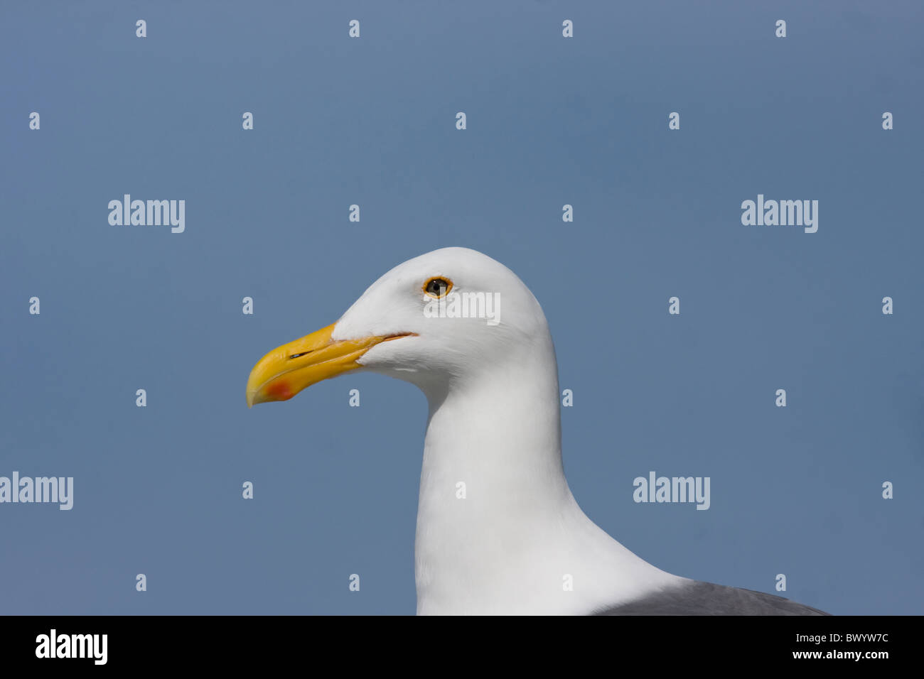 Portrait of a California Gull Stock Photo - Alamy