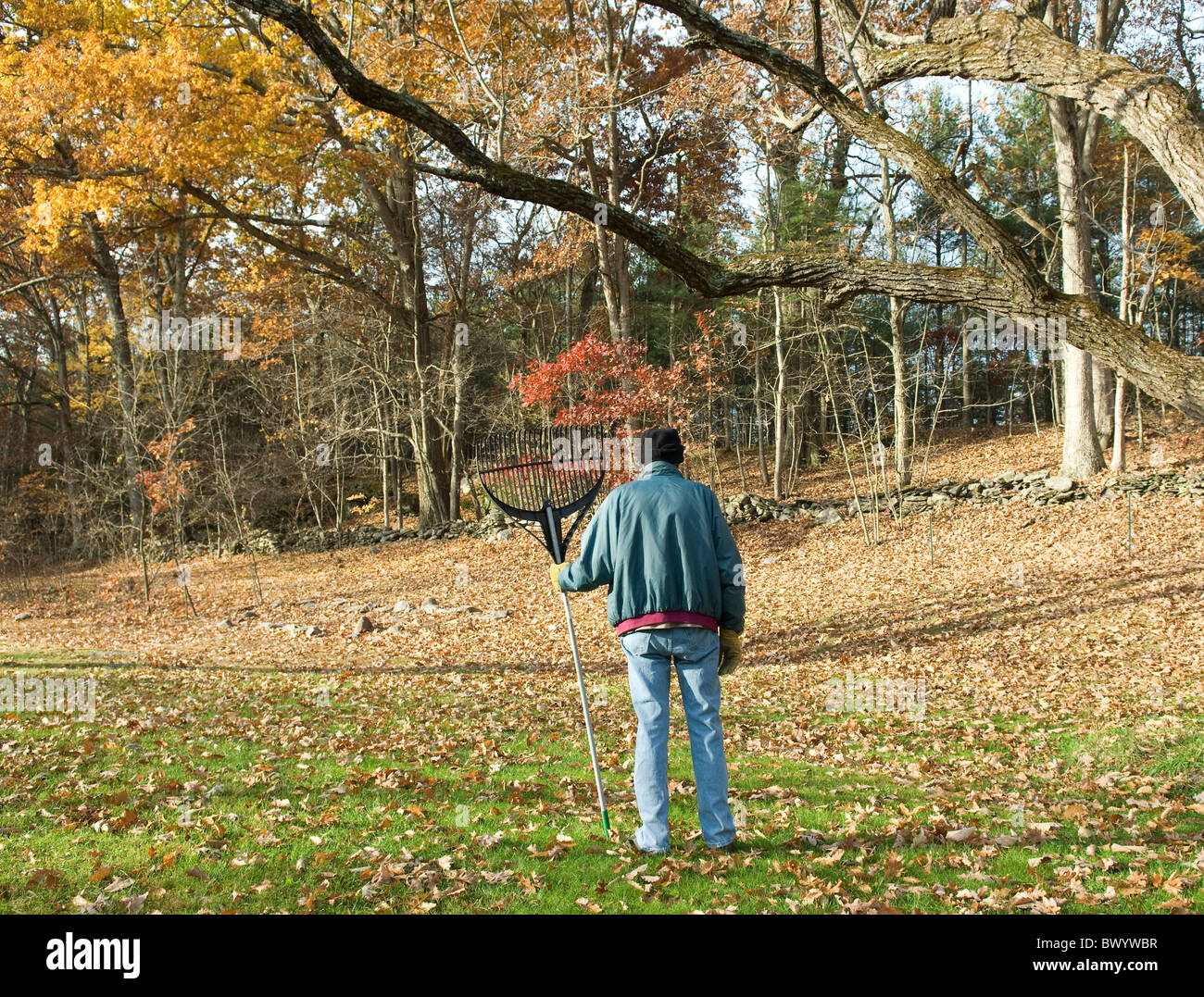 Man Raking Leaves Autumn Stock Photos & Man Raking Leaves Autumn Stock ...