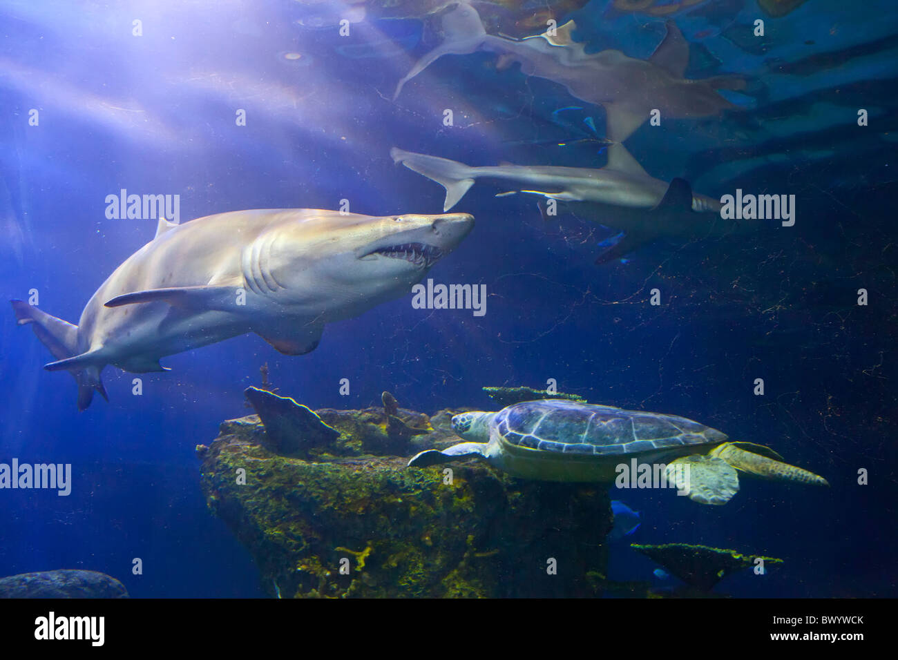 Shark fish turtle hi-res stock photography and images - Alamy
