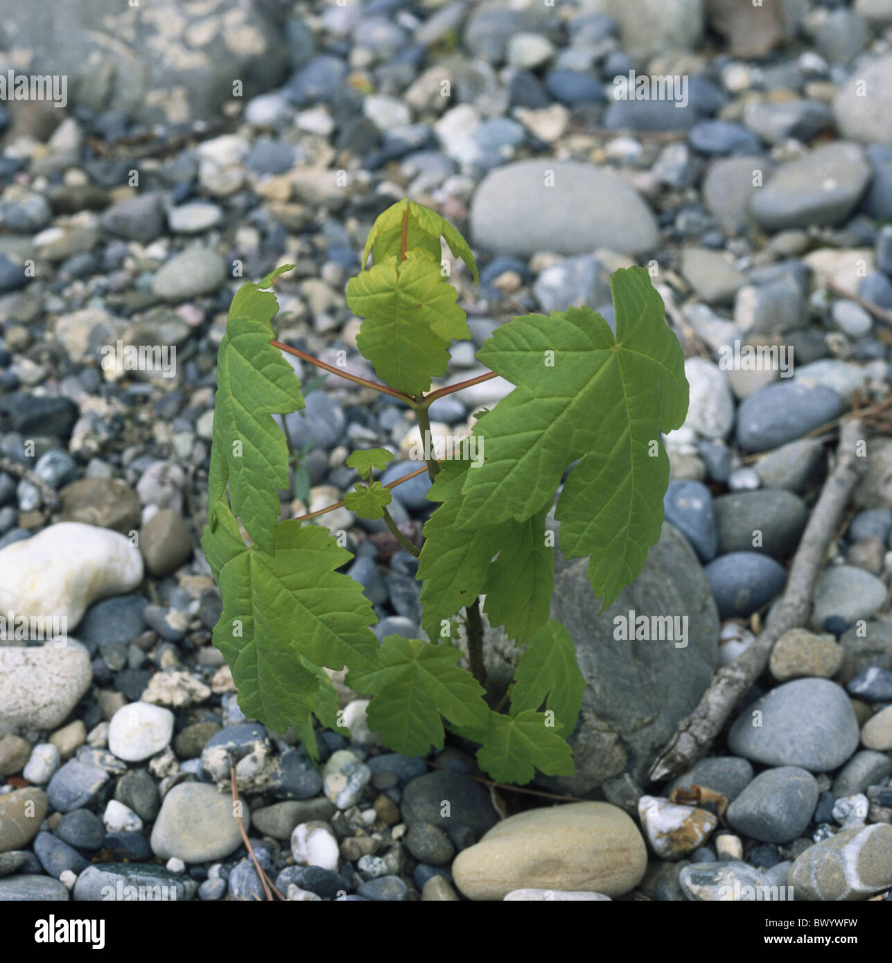Acer maple tree seedling gravel plant Setzling stones Stock Photo - Alamy