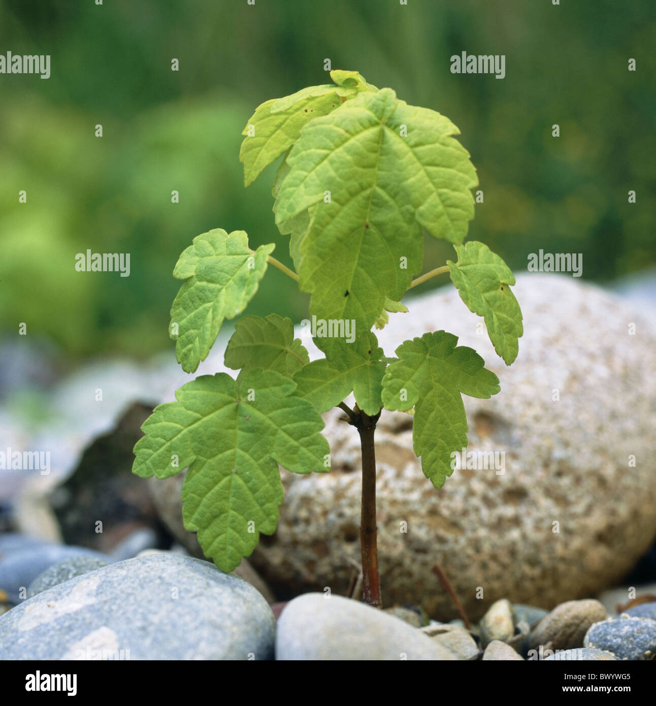 Maple Tree Seedling
