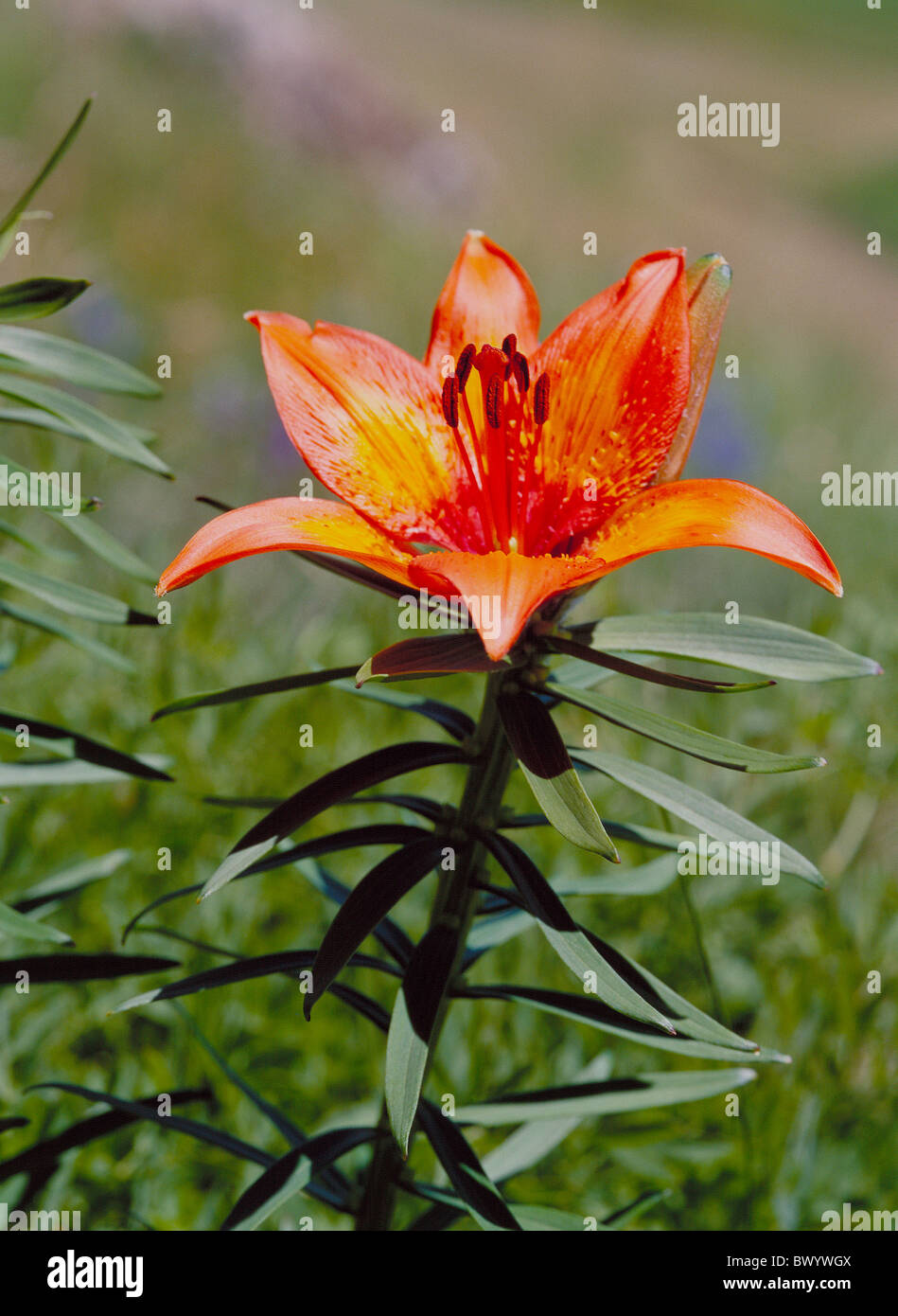 lily fire lily flower blossom flourish Lilium bulbiferum Switzerland ...