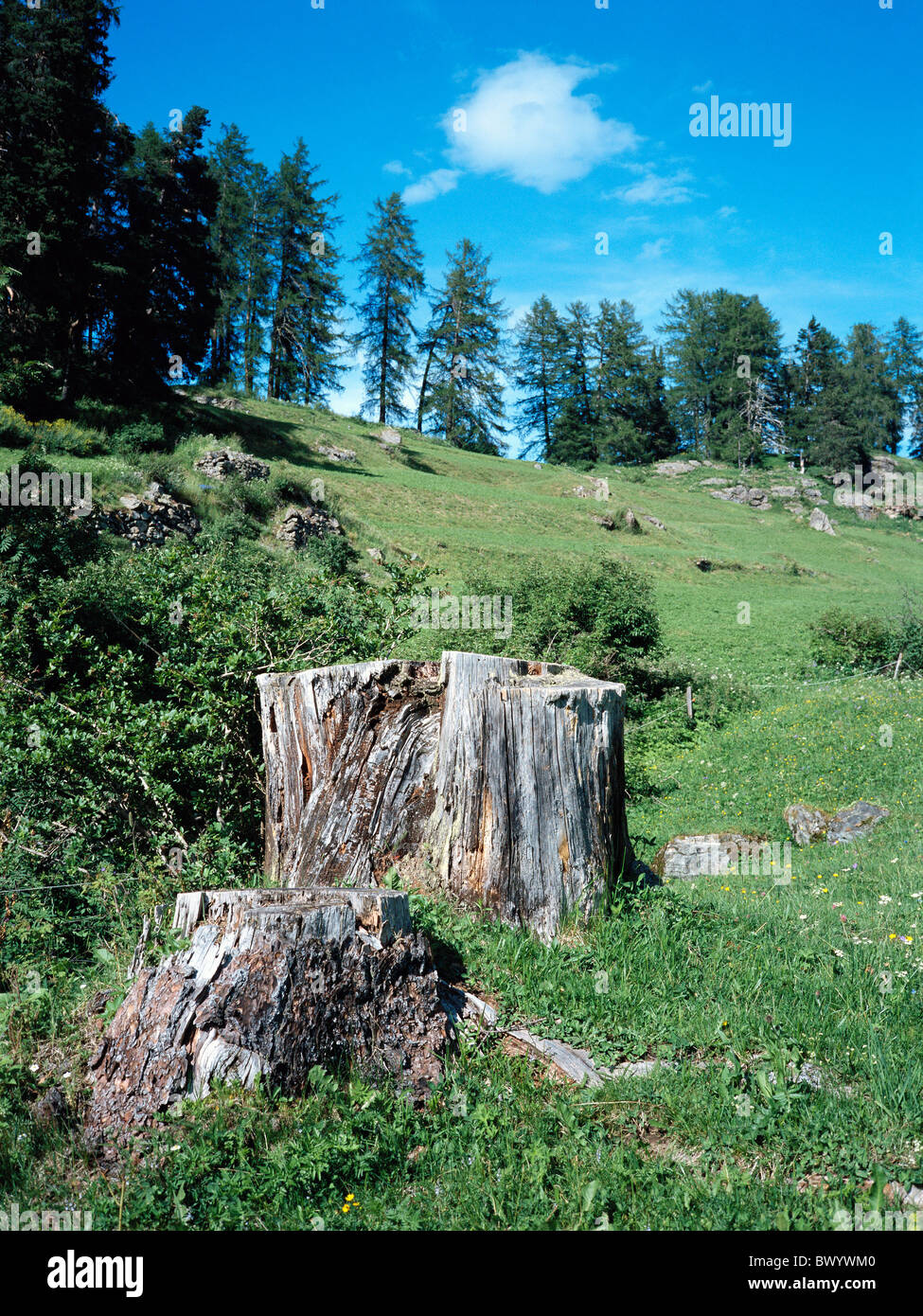 Alpine meadow with tree stump hi-res stock photography and images - Alamy