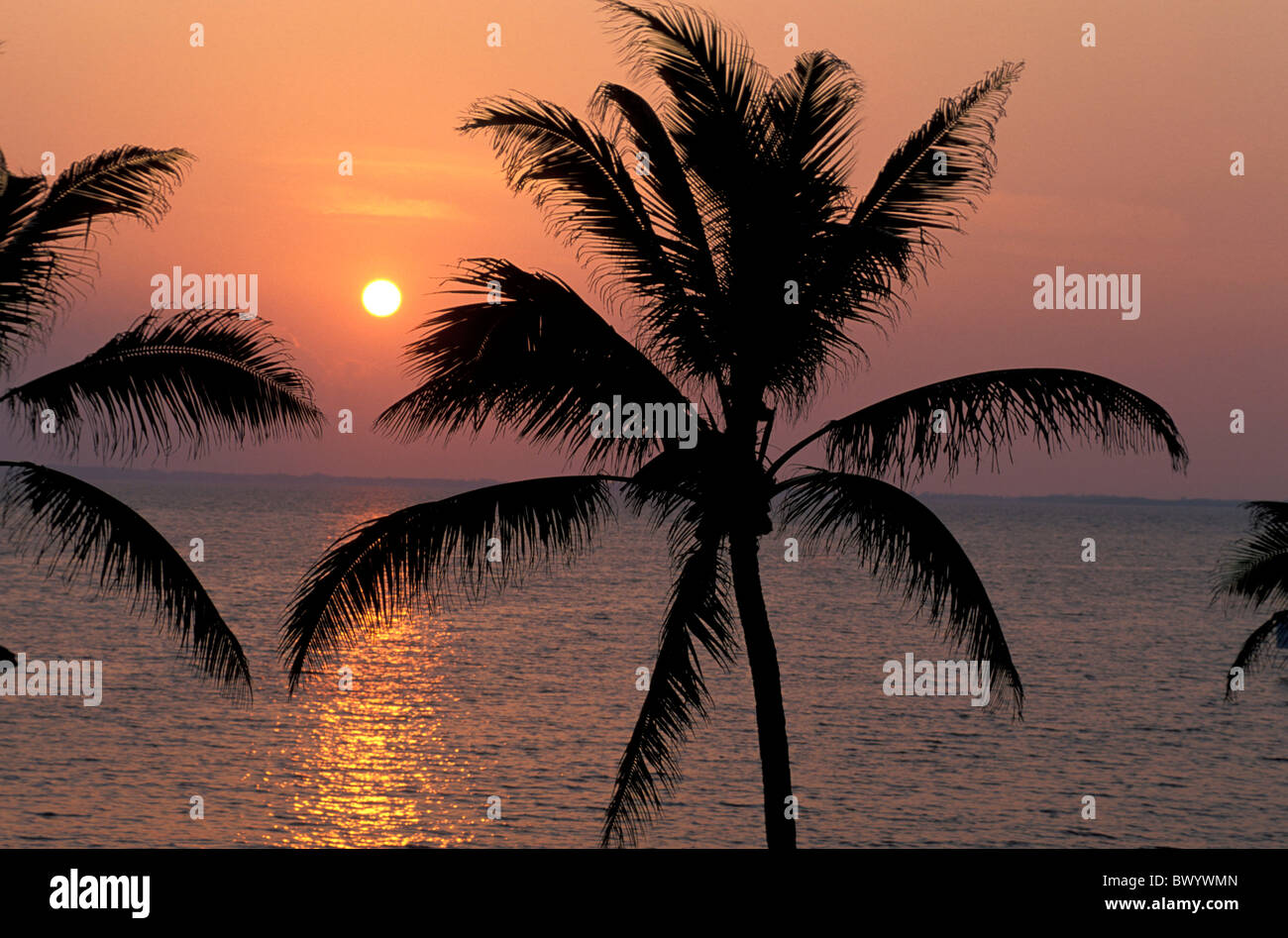 Abaco Island Bahamas palm tree palm trees sea silhouettes Sundown Stock ...