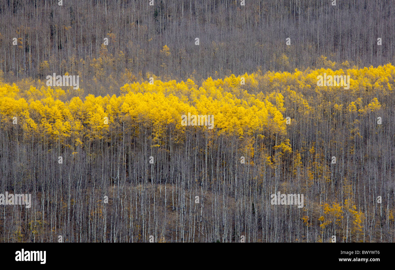 Aspen trees colorado hi-res stock photography and images - Alamy