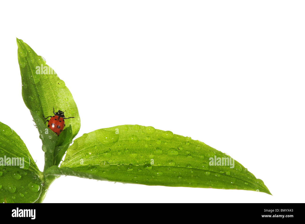 Ladybug on wet leaves Stock Photo - Alamy