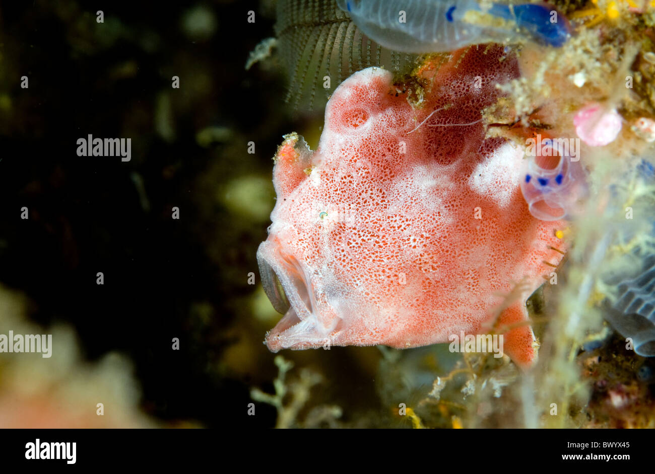 Frogfish yawning hi-res stock photography and images - Alamy