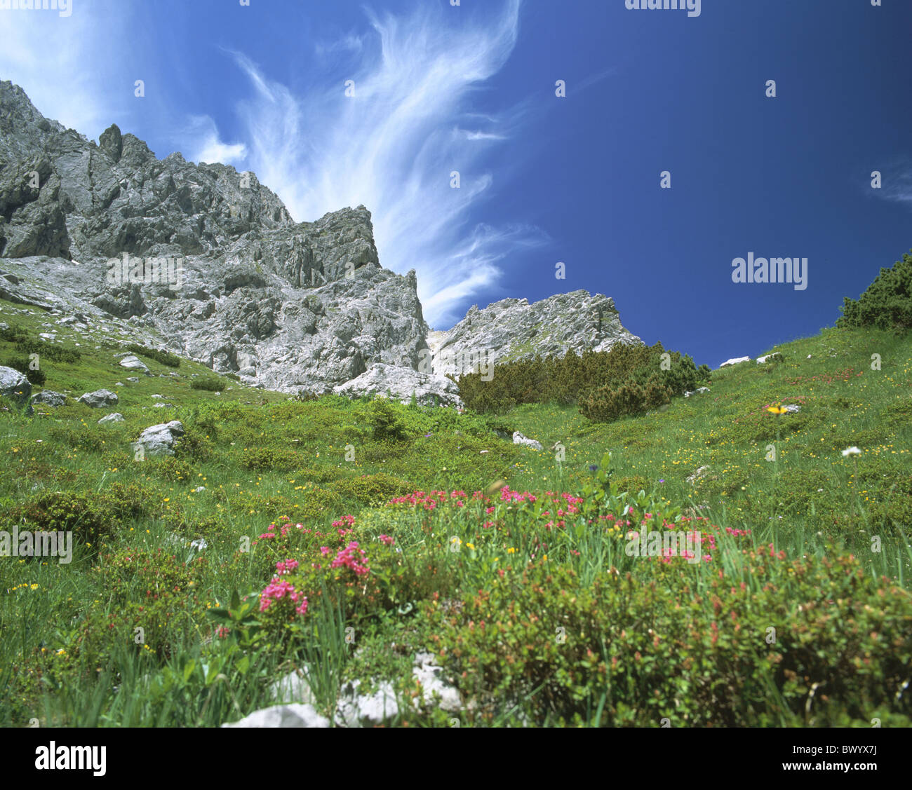 alpine Alps Alpine roses flowers flower meadow Brandnertal rock cliff ...