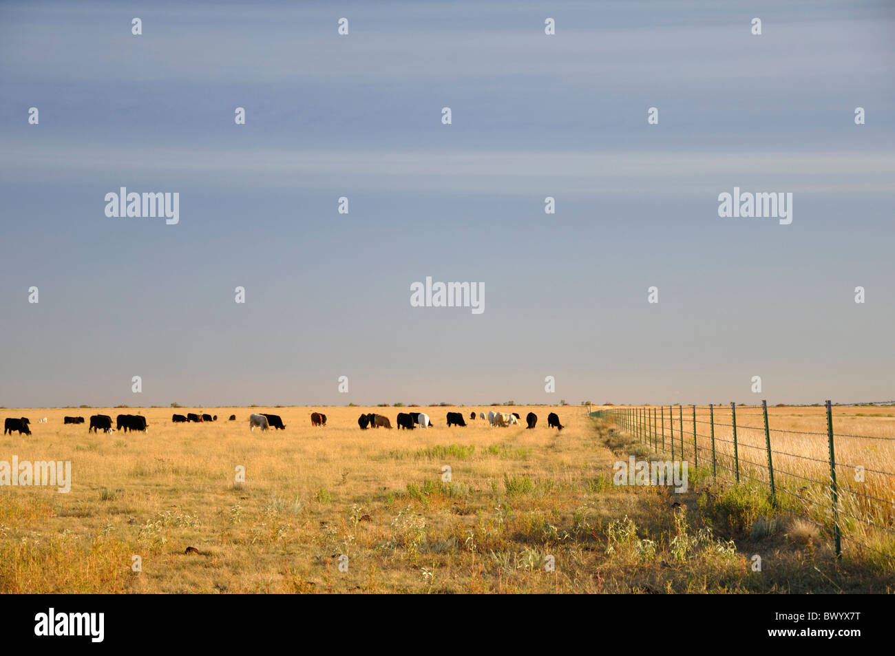 Texas ranch with cows, USA Stock Photo - Alamy