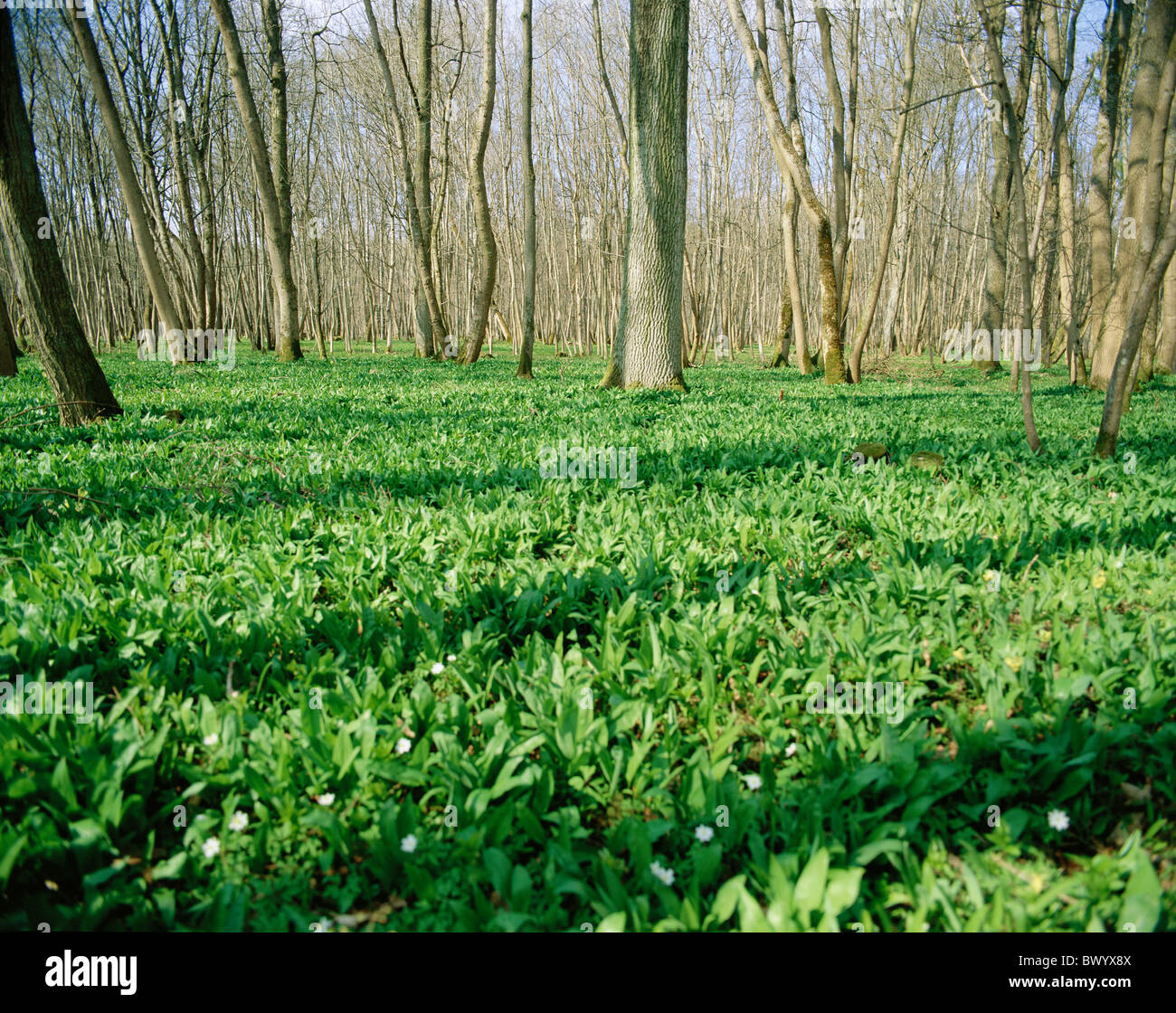 bear's leek trees food eating spring spice herbs tops wood forest ...