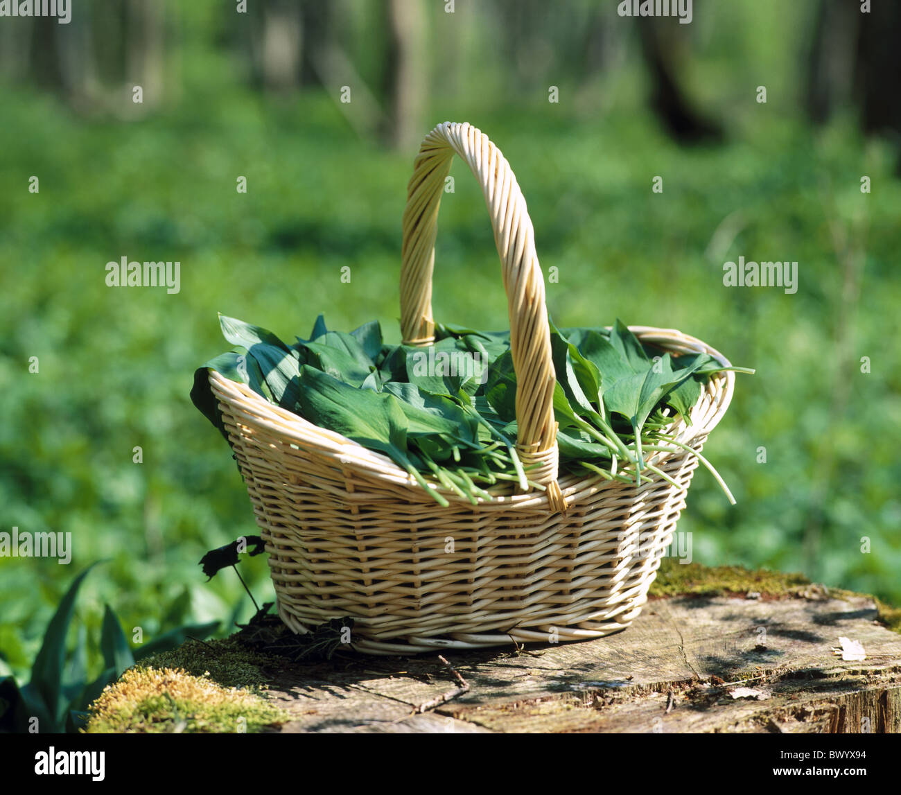 bear's leek leaves food eating spring spice cooking boiling basket ...